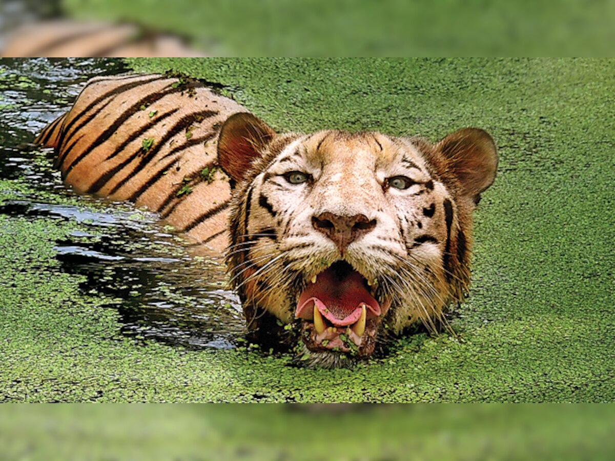 Tiger reserves get more teeth to curb poaching