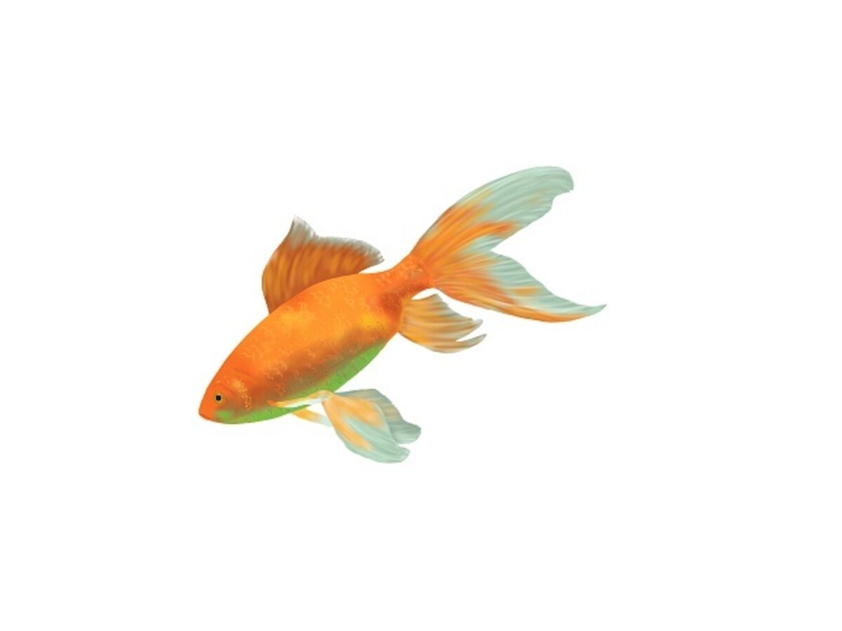 Decoded: How goldfish make alcohol to survive without oxygen