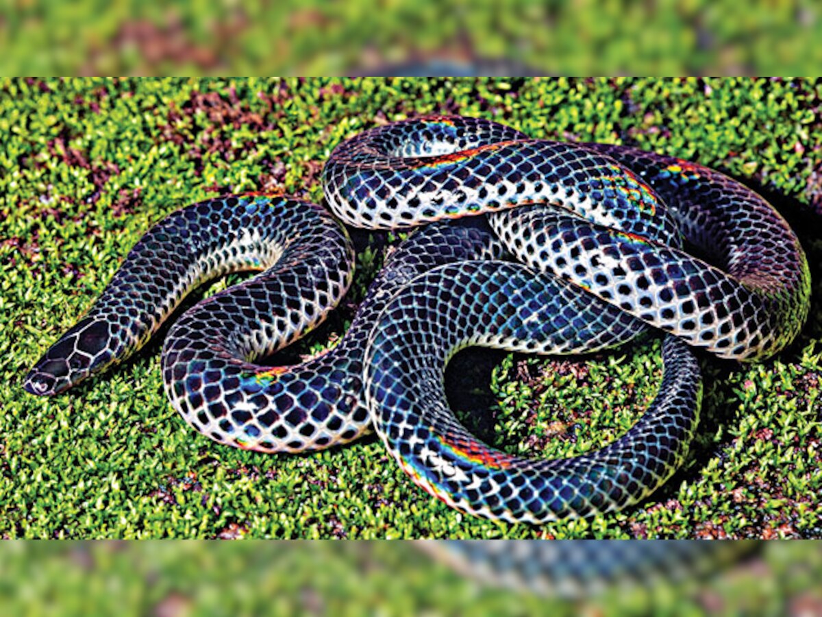 Scaling up: India gets its first website on reptiles