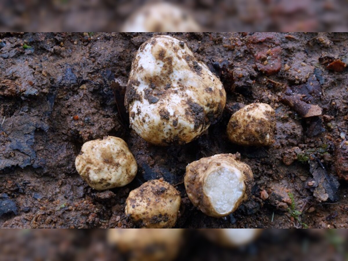 Scientists sniff out Thailand's first truffle species