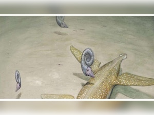 190 million-year-old 'sea monster' identified