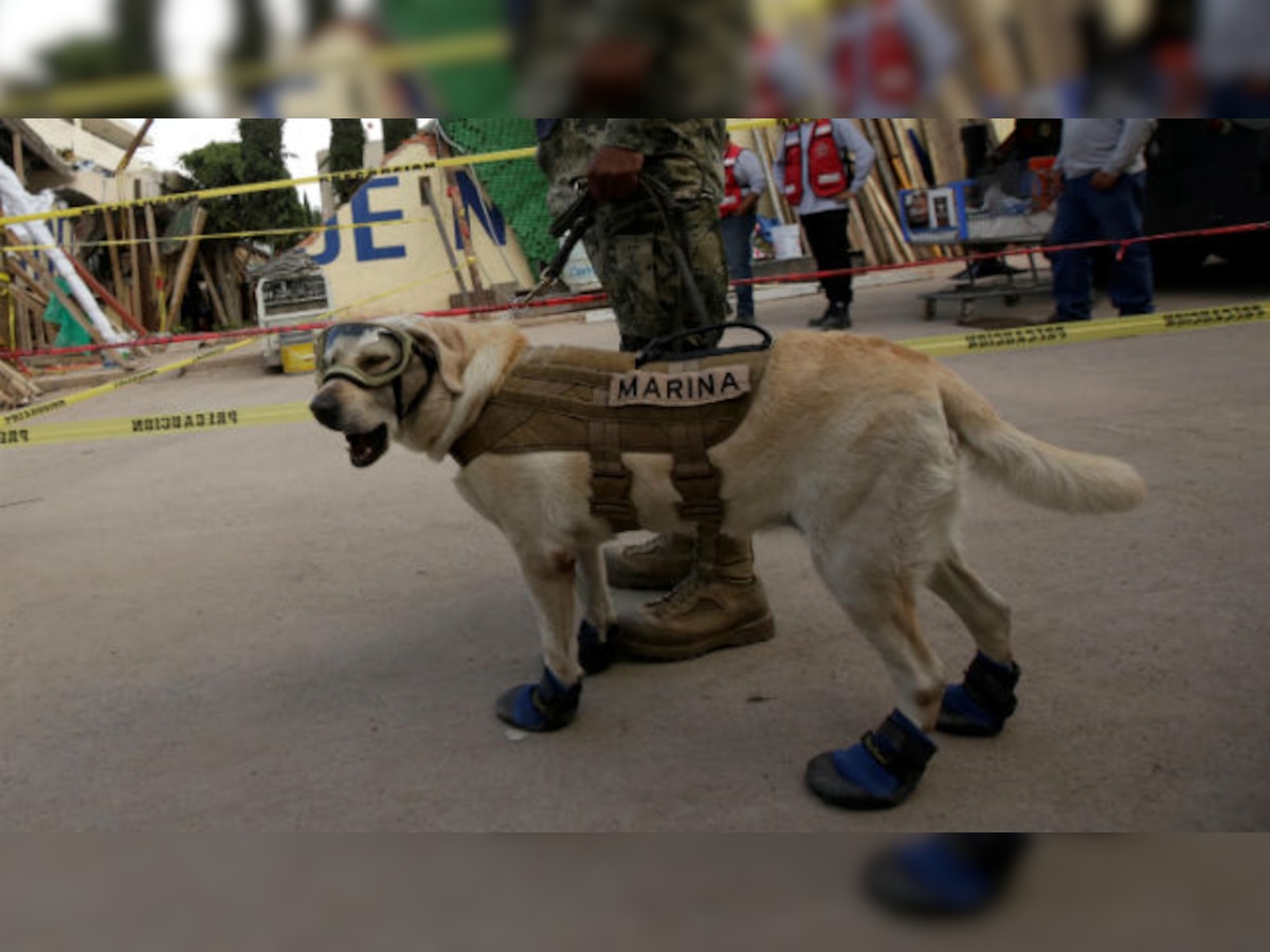 Meet Frida: The rescue dog who emerged as hero of Mexican earthquake