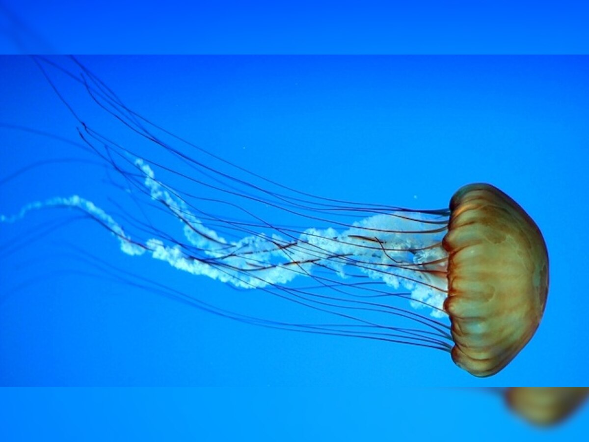 Jellyfish found to be first brainless animals to sleep