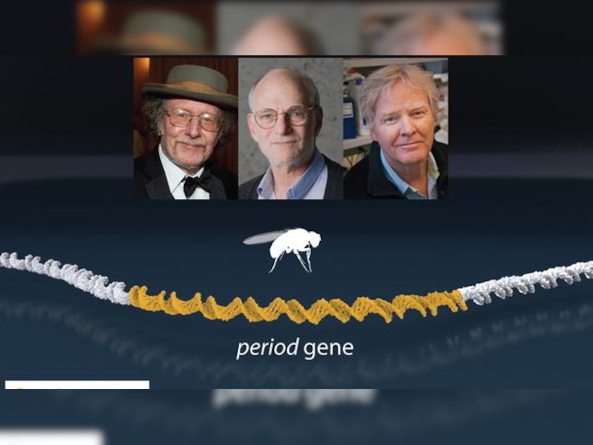 Decoding our body clock: Why US scientists Hall, Rosbash and Young won ...