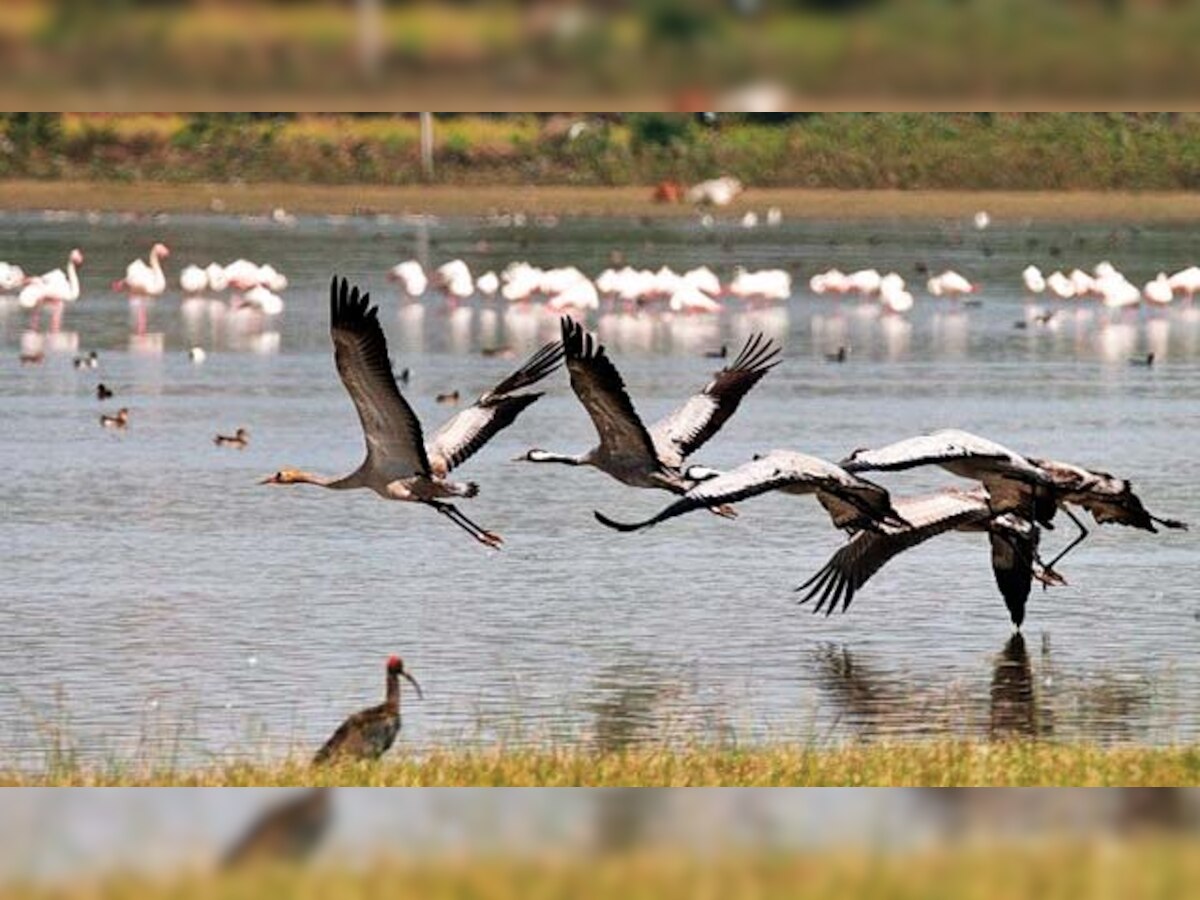 Now, 'bird race' at Udaipur festival