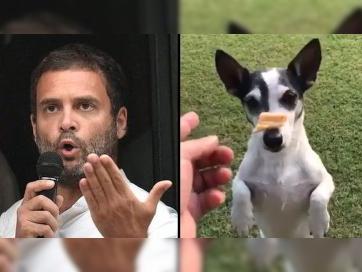 Next Cong VP? Twitter full of jokes about Rahul Gandhi's dog Pidi