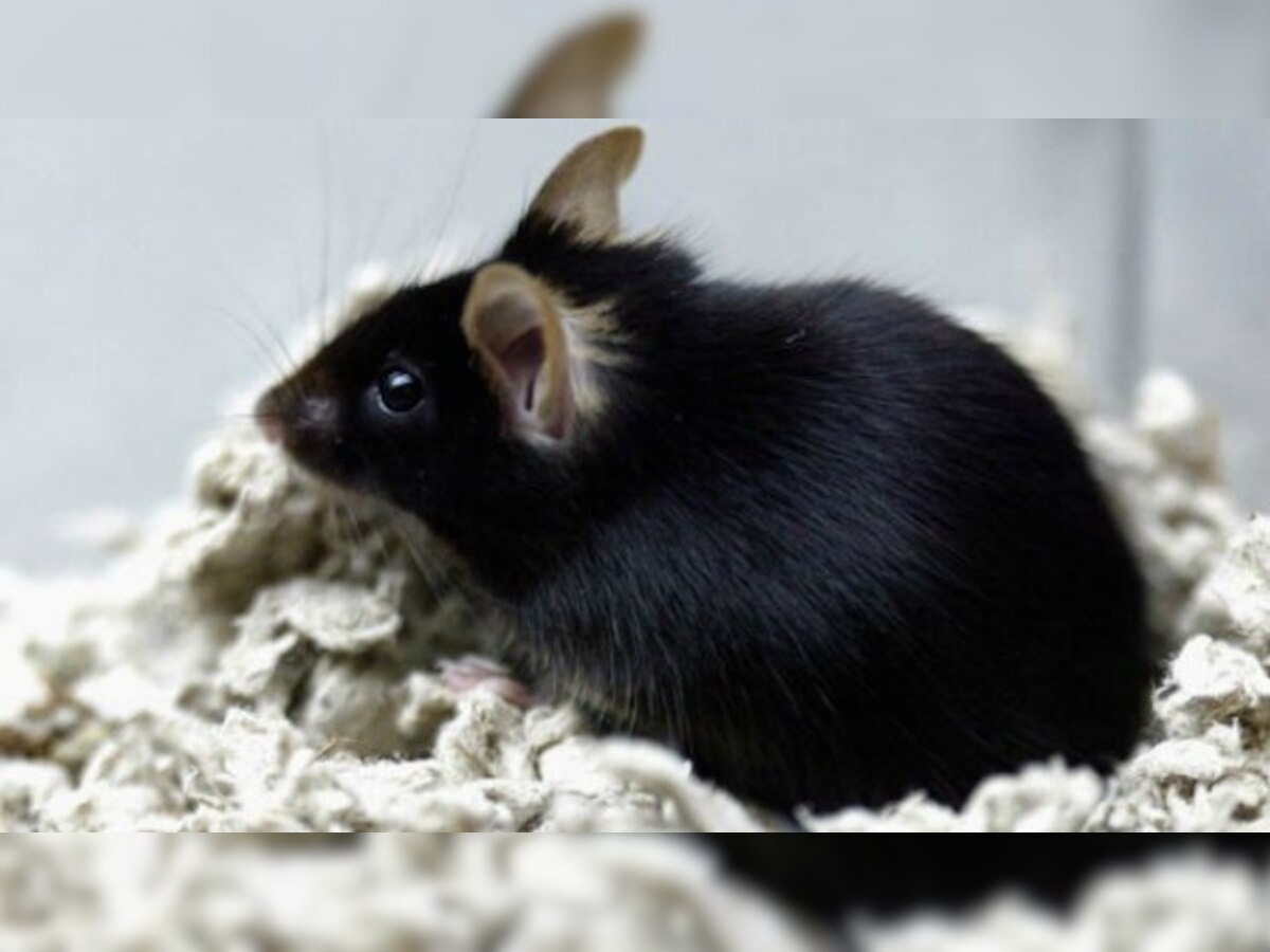 Dino-era 'rat-like creatures' could be our oldest living ancestors