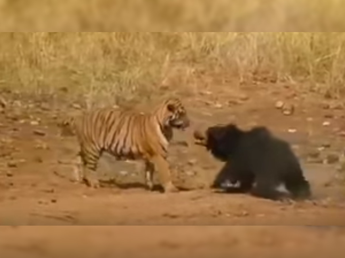 The anatomy of the tiger-bear fight in Maharashtra forest that has gone ...