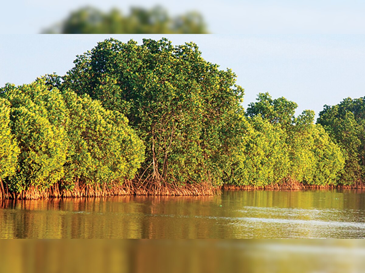 Bombay High Court disposes petition against demolition by Mangrove Cell