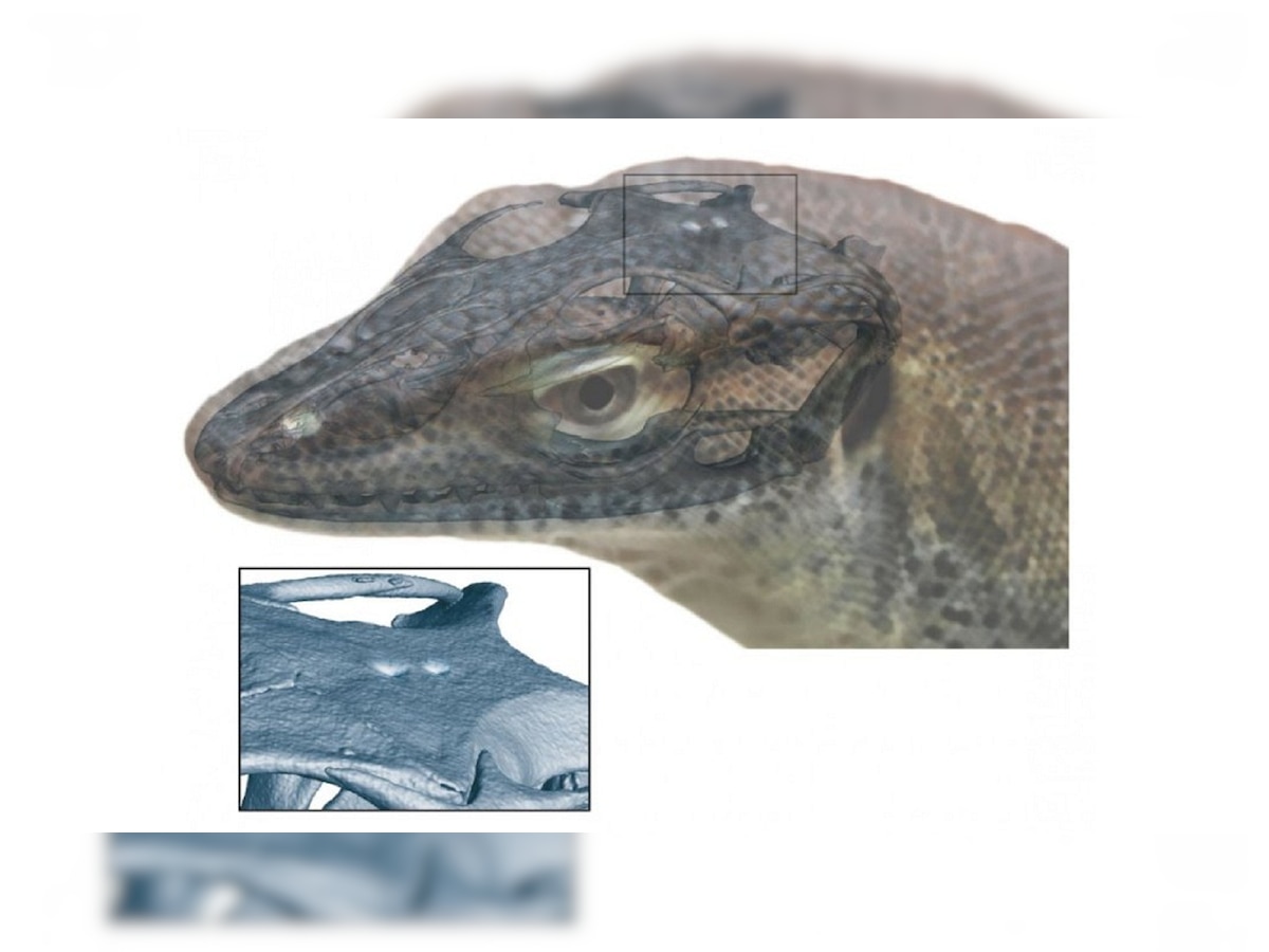Extinct monitor lizard had four eyes, reveals new fossil study