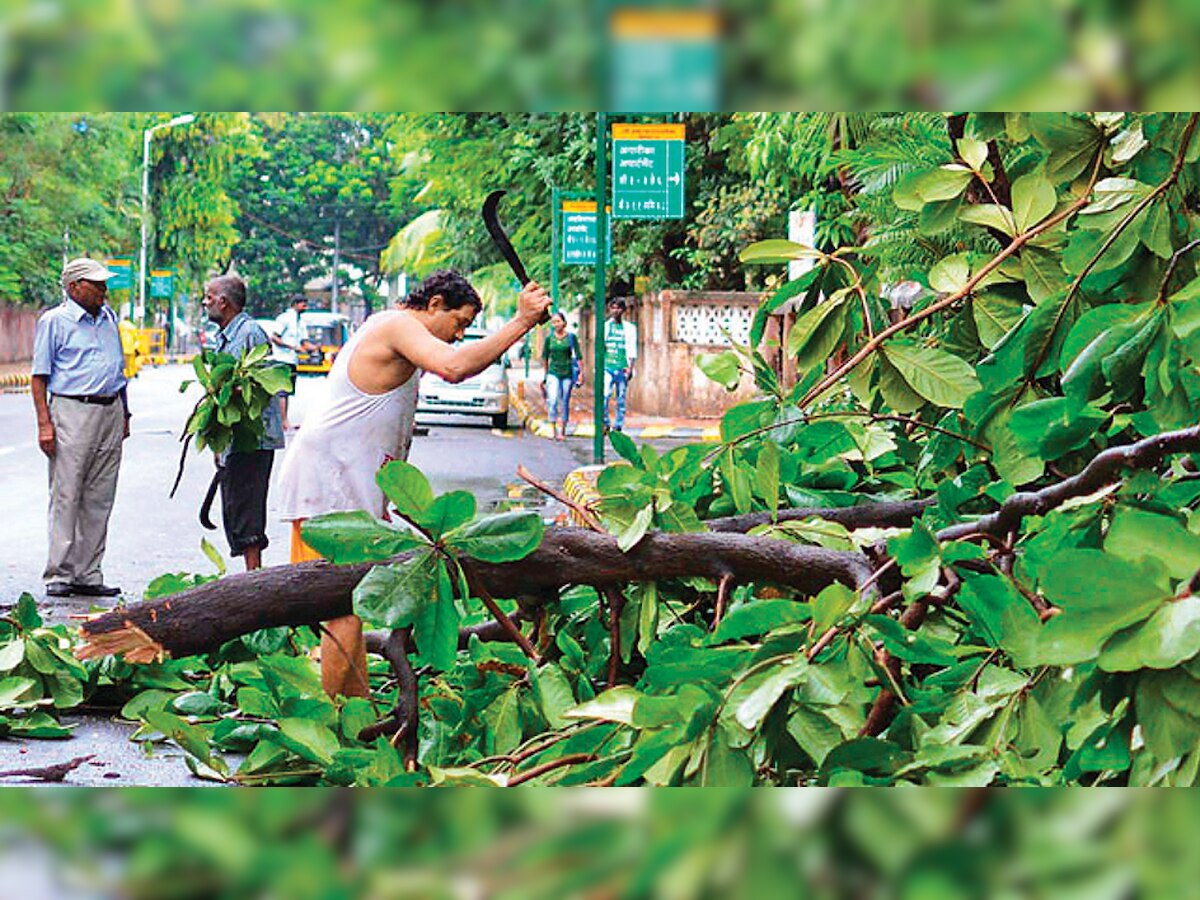 BMC plans Standard Operating Procedure for tree trimming across Mumbai
