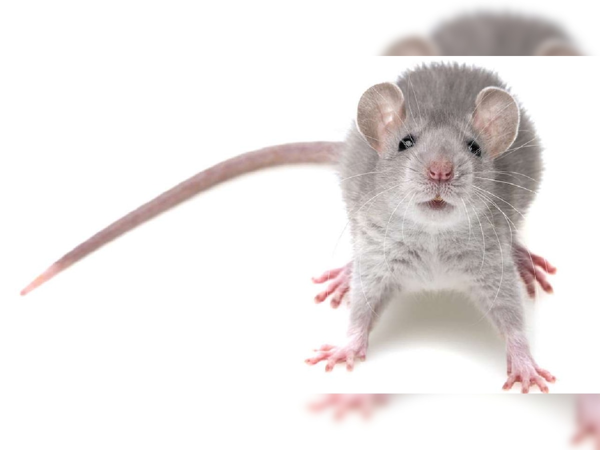 Patient in coma surrounded by rats in Trauma Hospital in Jogeshwari