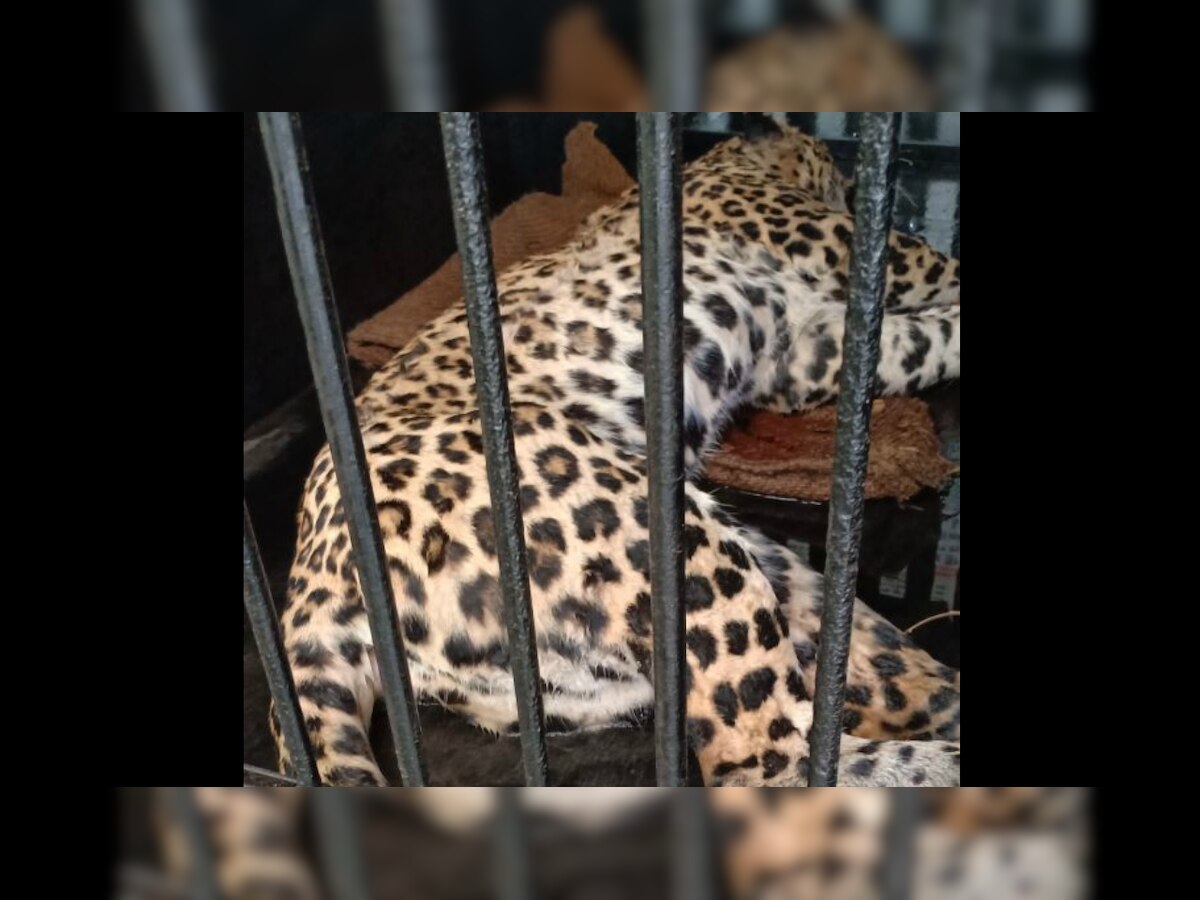 Chandrapur: Leopard injured in road accident, video goes viral