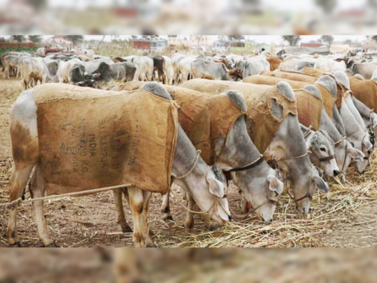 Rajasthan: Cow cess - Liquor lovers set to cut off daily fodder expenses