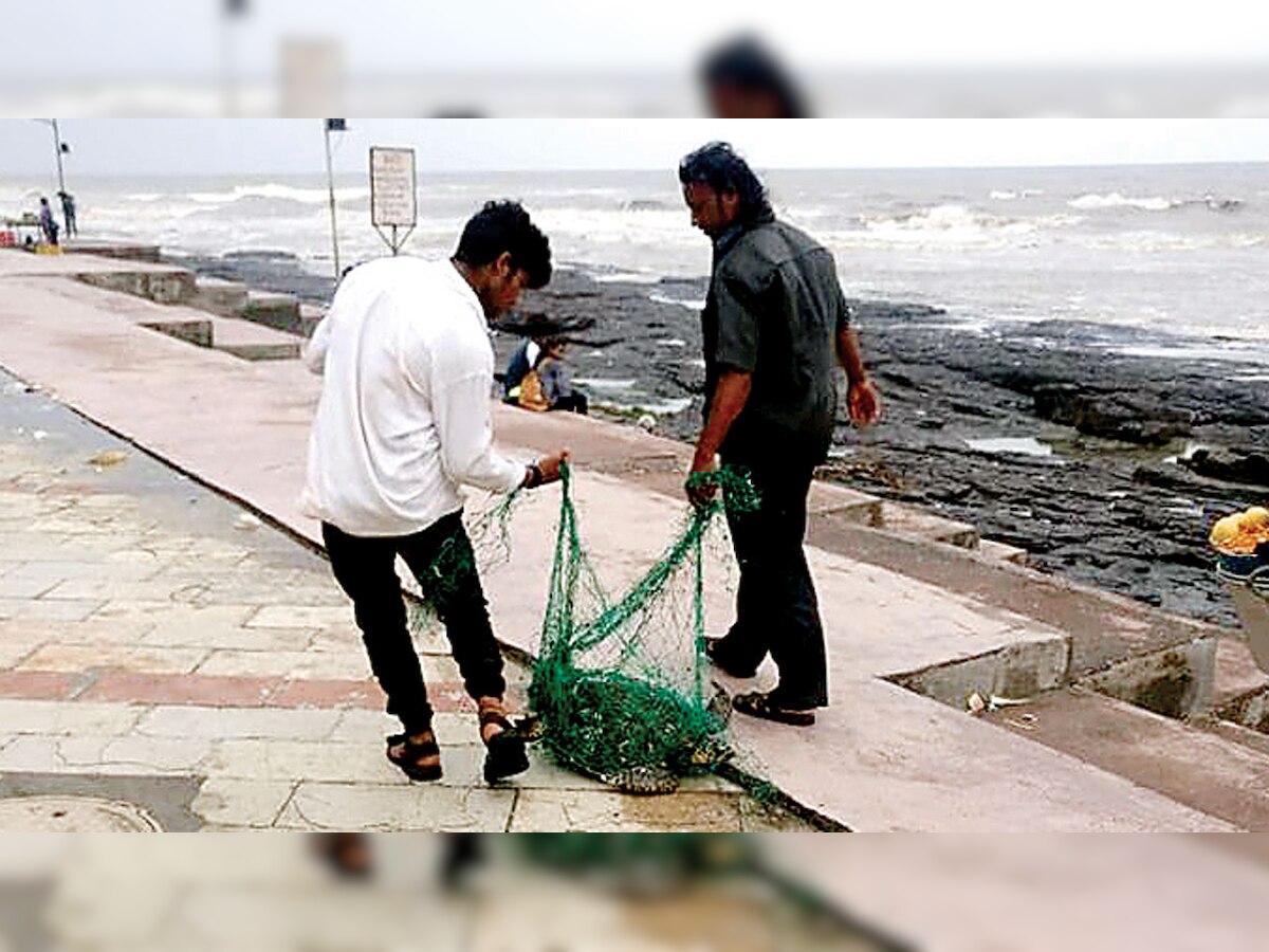 Hawksbill Turtle caught in net released into sea, Bandra Police ...