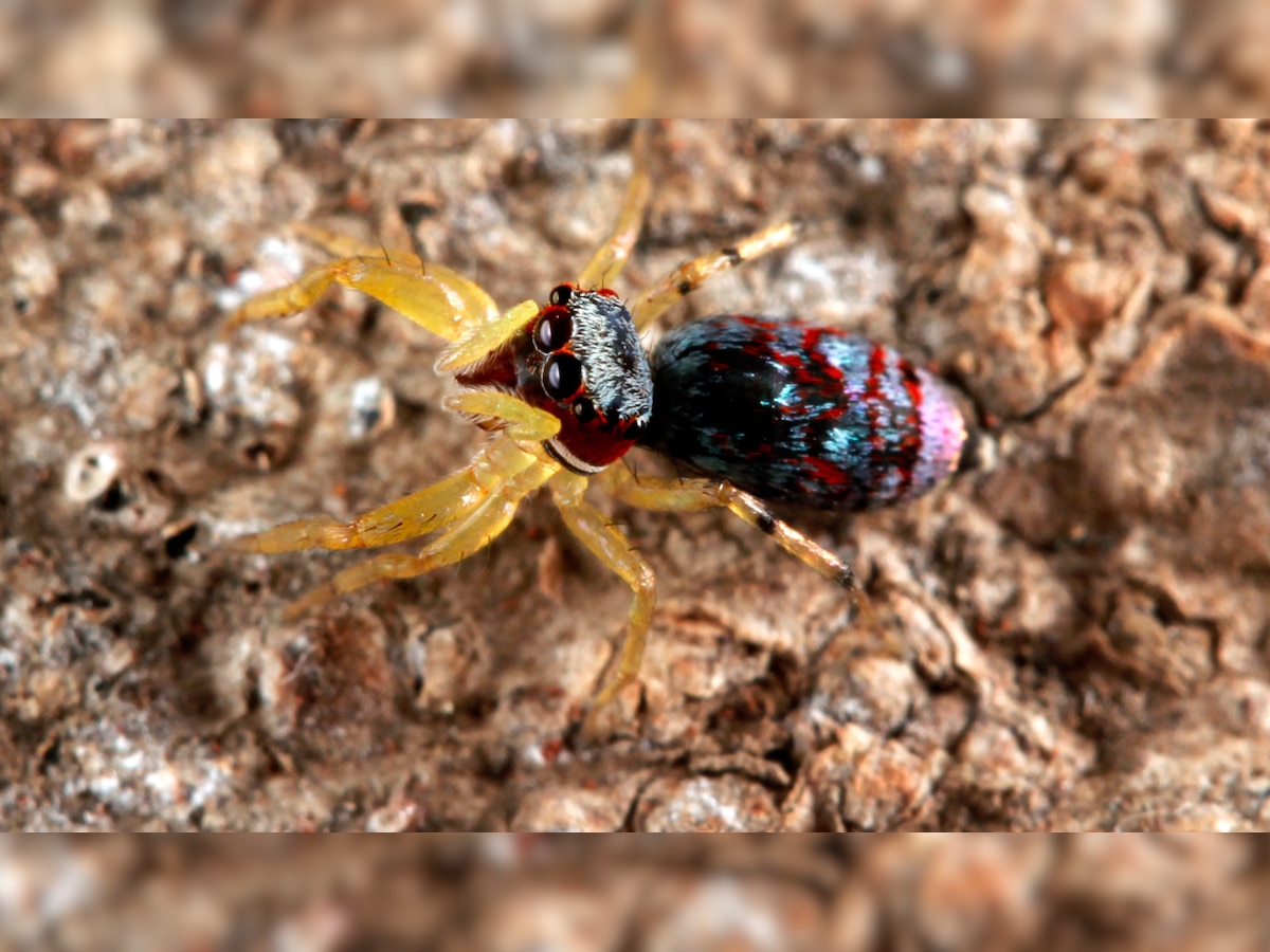 Mumbai: Female jumping spider that remained elusive for 139 years ...
