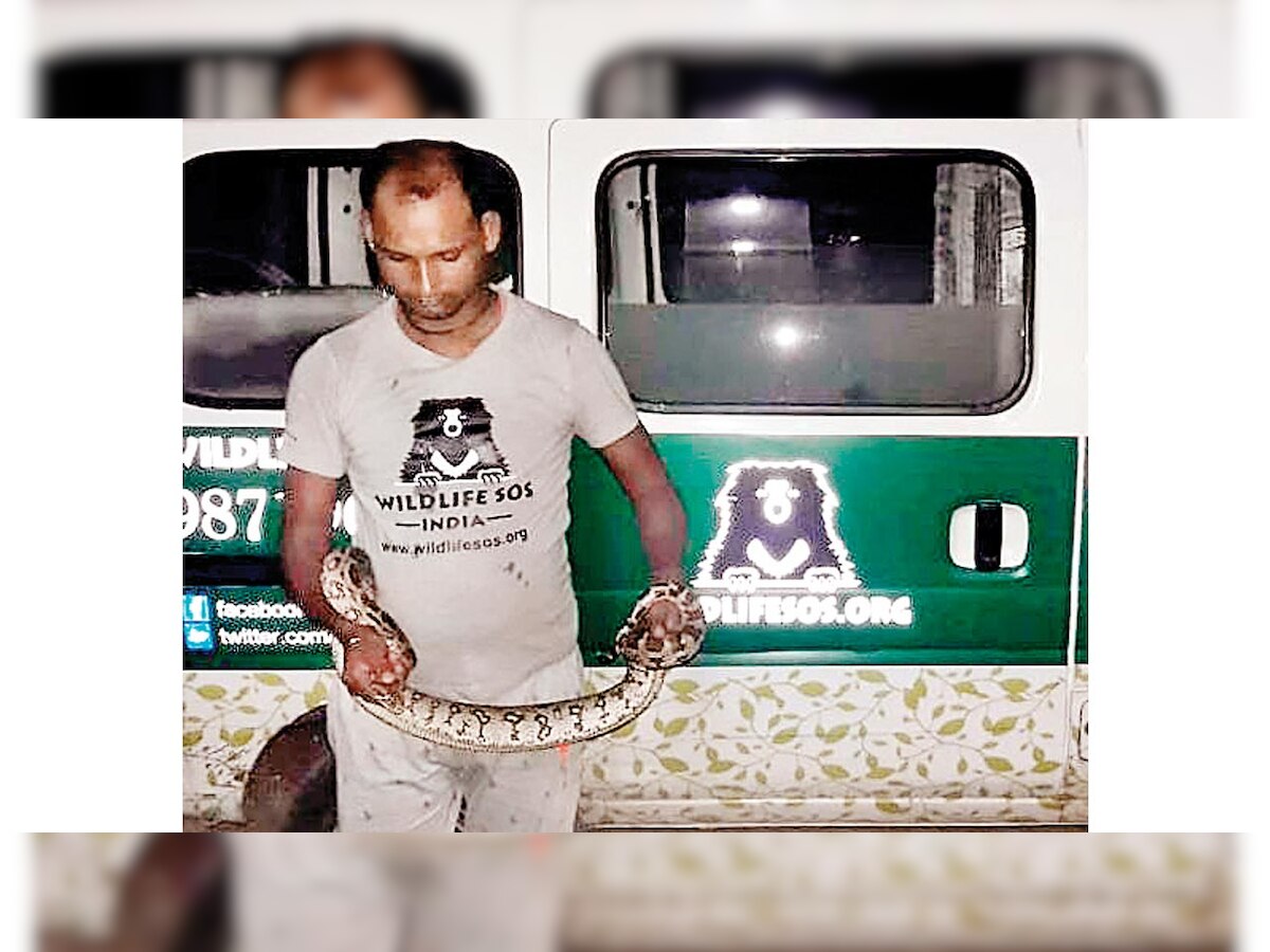 Five-feet long rock python rescued from Gurugram house