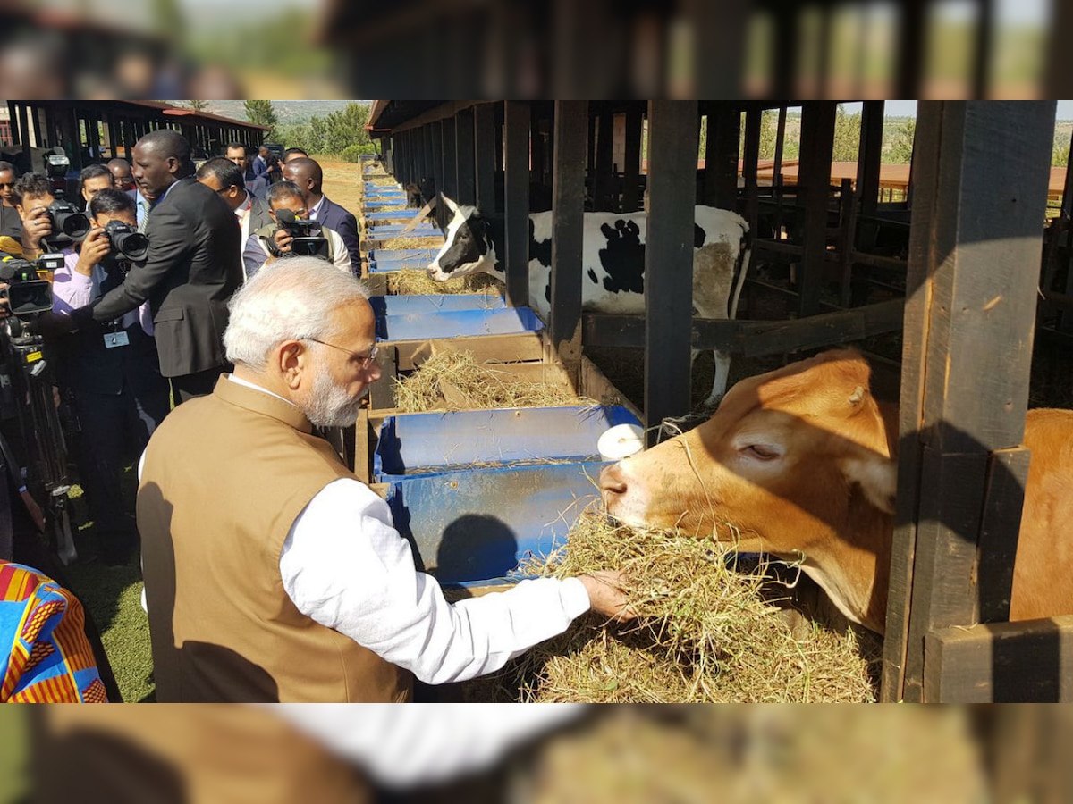 PM Modi gifts 200 cows as India's contribution to Rwanda's 'Girinka ...