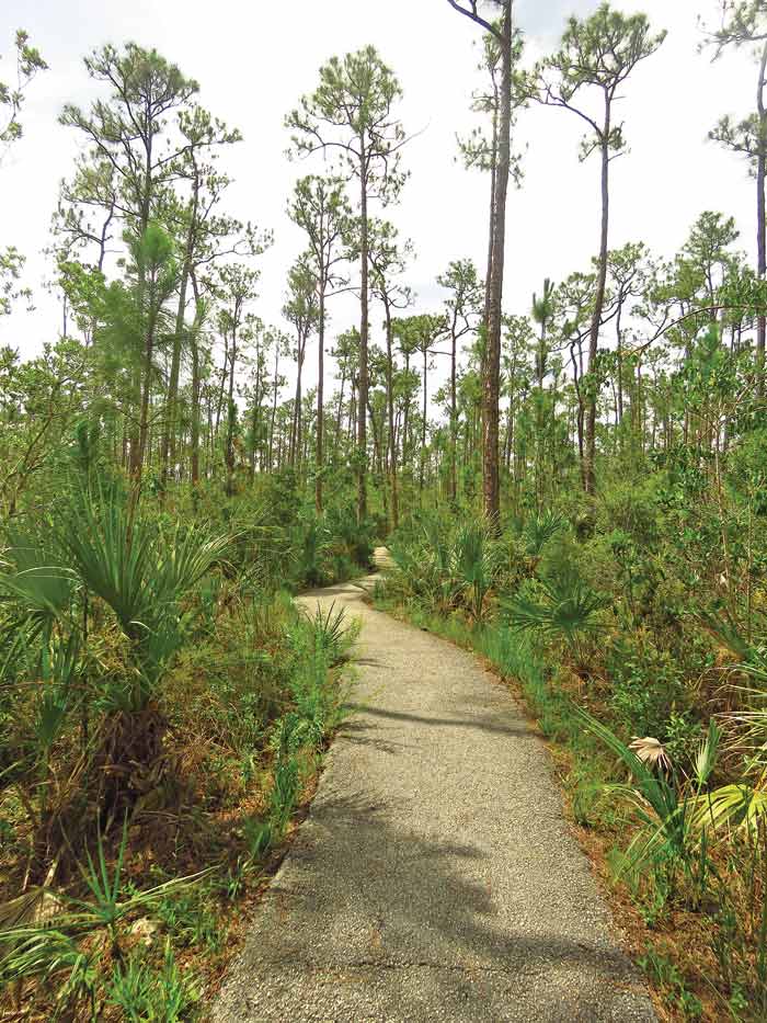 Everglades National Park: Into the wild