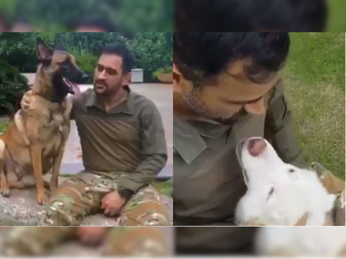 Watch: MS Dhoni's practice session with his dogs is just adorable