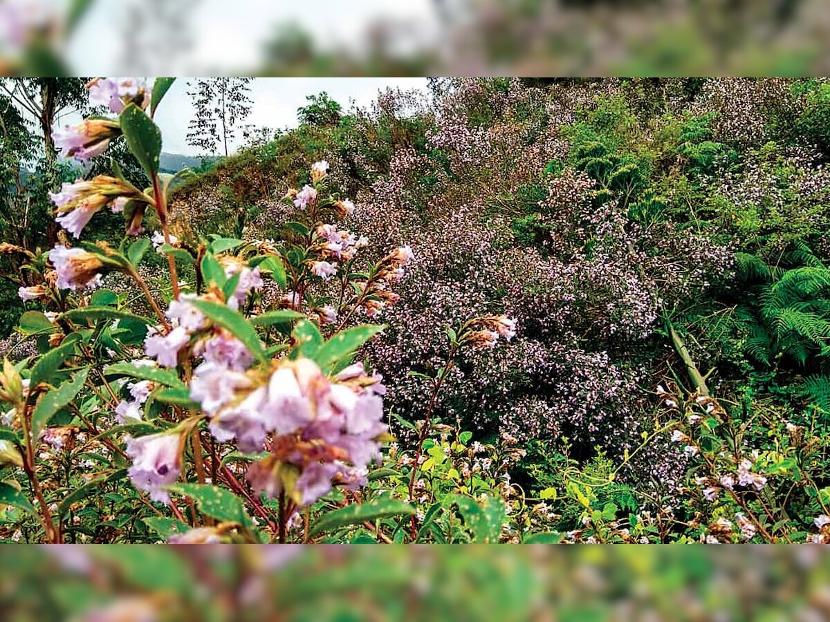 Munnar: Once-in-a-decade flower blooms but tourism takes hit