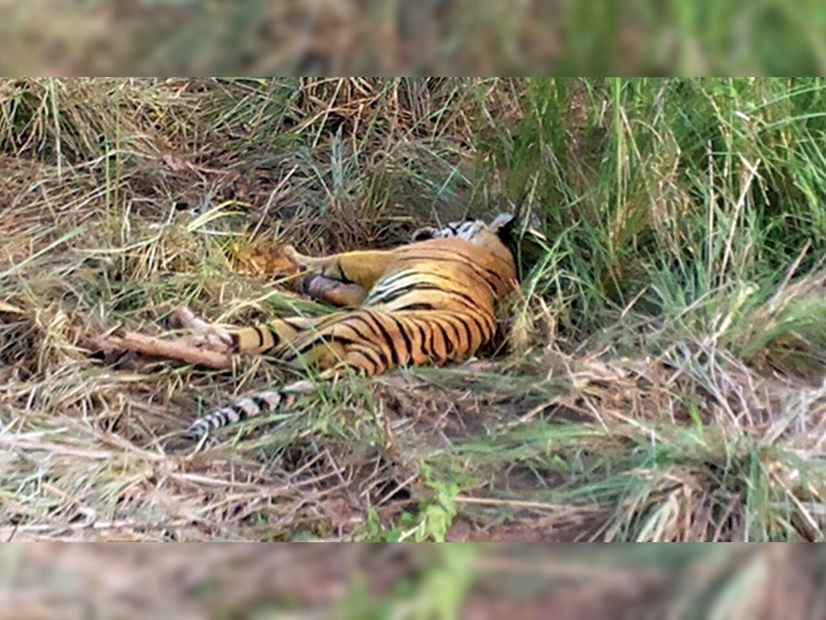 Rajasthan forest department plans a roaring tribute to tigress Machali