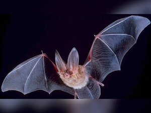 Red lights at night hazardous to migratory bats