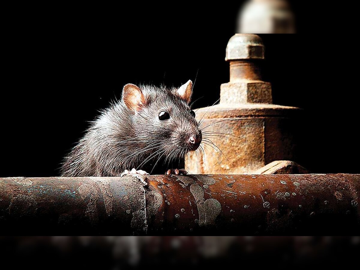 World's first-ever human case of rat disease found in Hong Kong