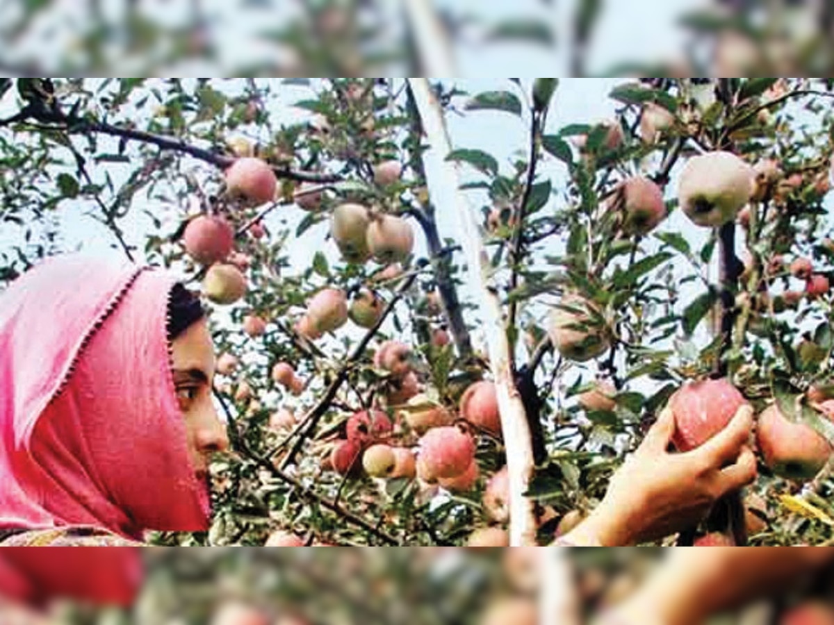 Apple turns sweeter for J&K farmers