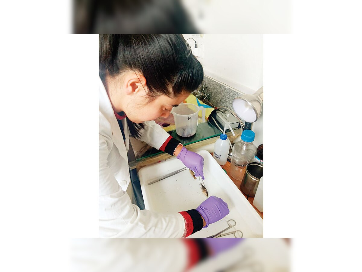 Kashmir 2nd state to boast of a fish hospital