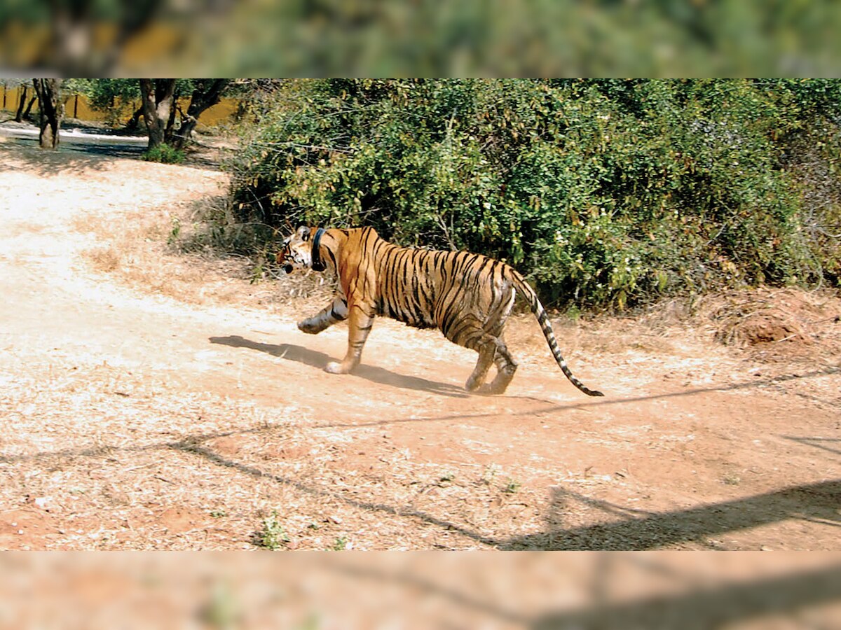 After losing tigress ST5 to poaching, forest department fits new collar ...