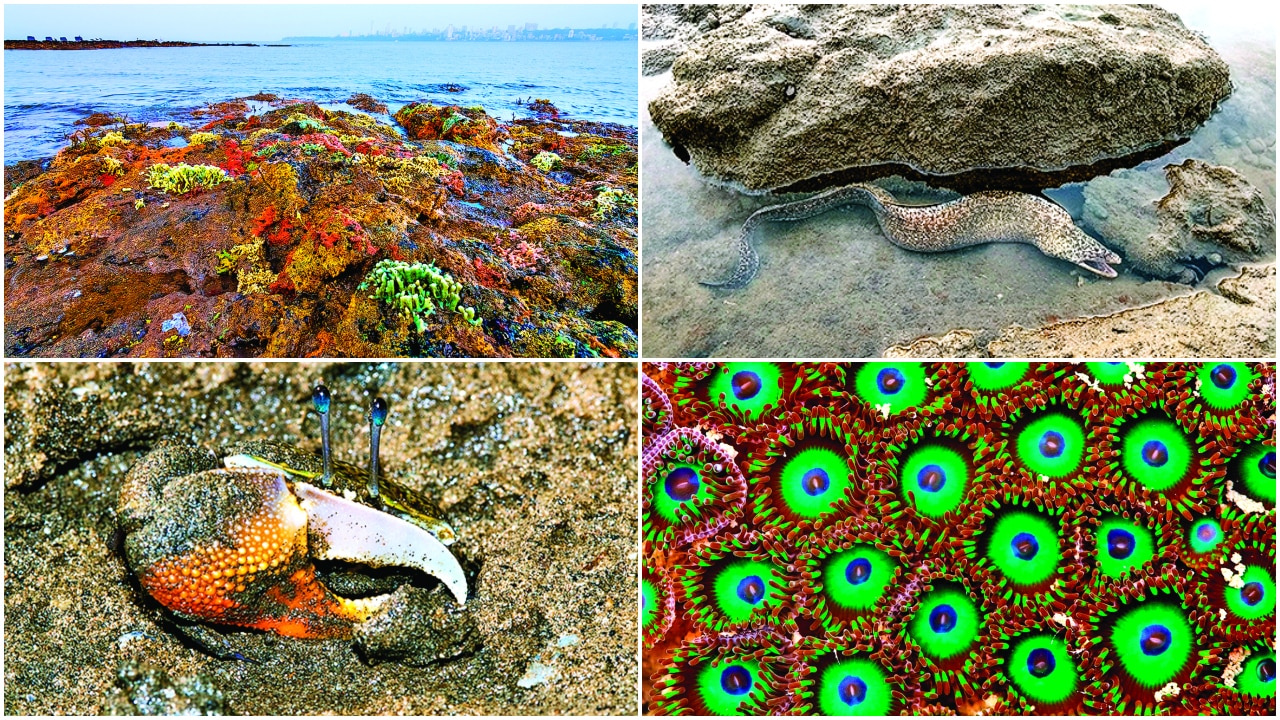 Marine life spotting