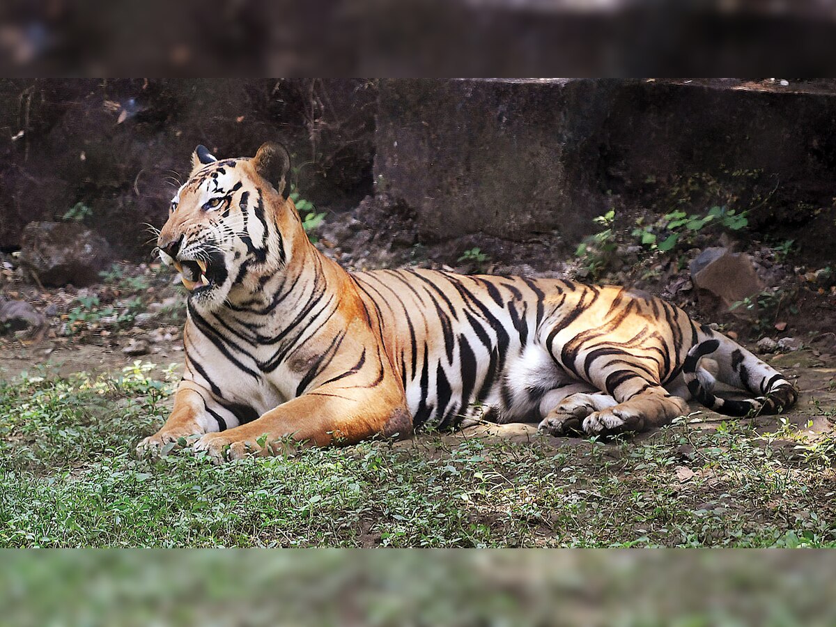 Tiger poaching racket in Melghat may have smuggled other wildlife ...