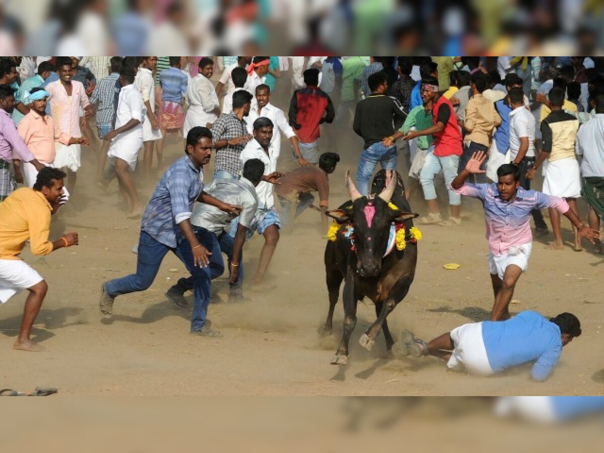 Tamil Nadu: Spectator dies of heart attack during jallikattu, many bull ...