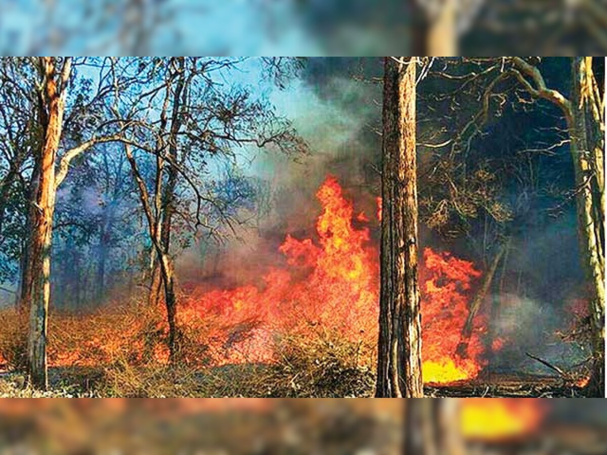 Water-bombing IAF choppers help contain fire in Bandipur Tiger Reserve