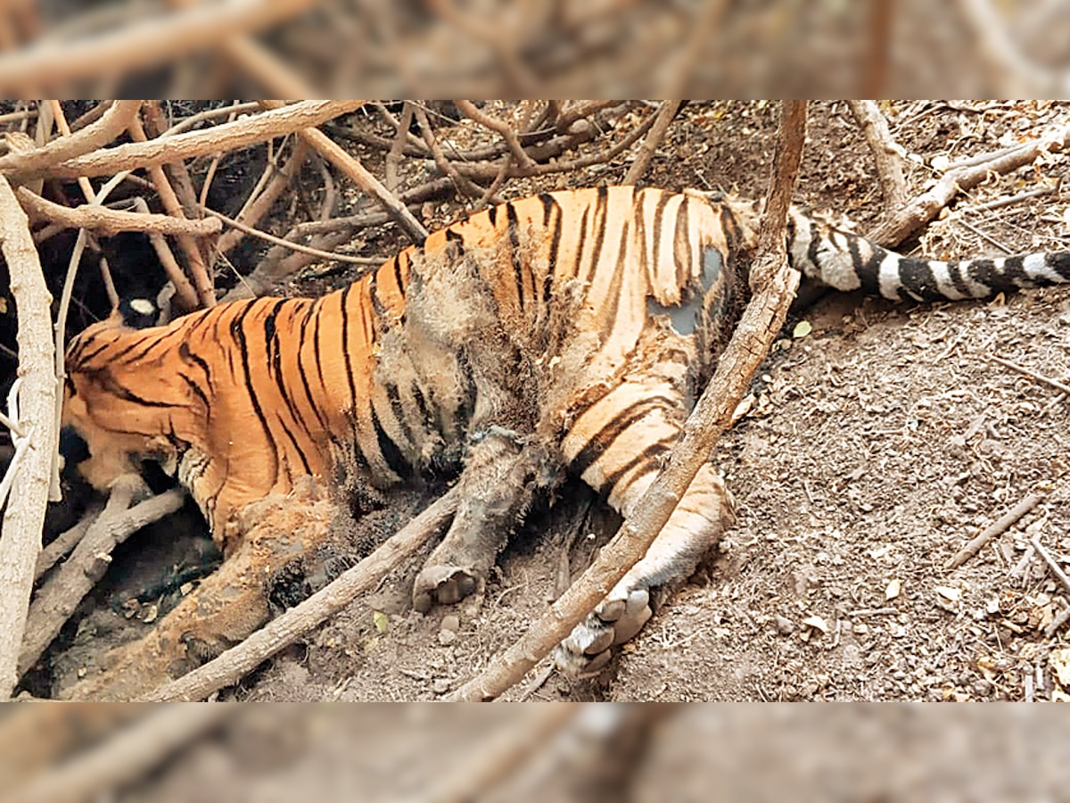 Gujarat: Tiger found dead fortnight after first sighting