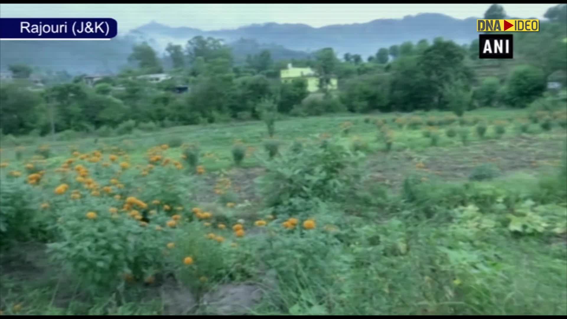 Farmers use ‘desi khad’ for organic farming in J&K’s Rajouri