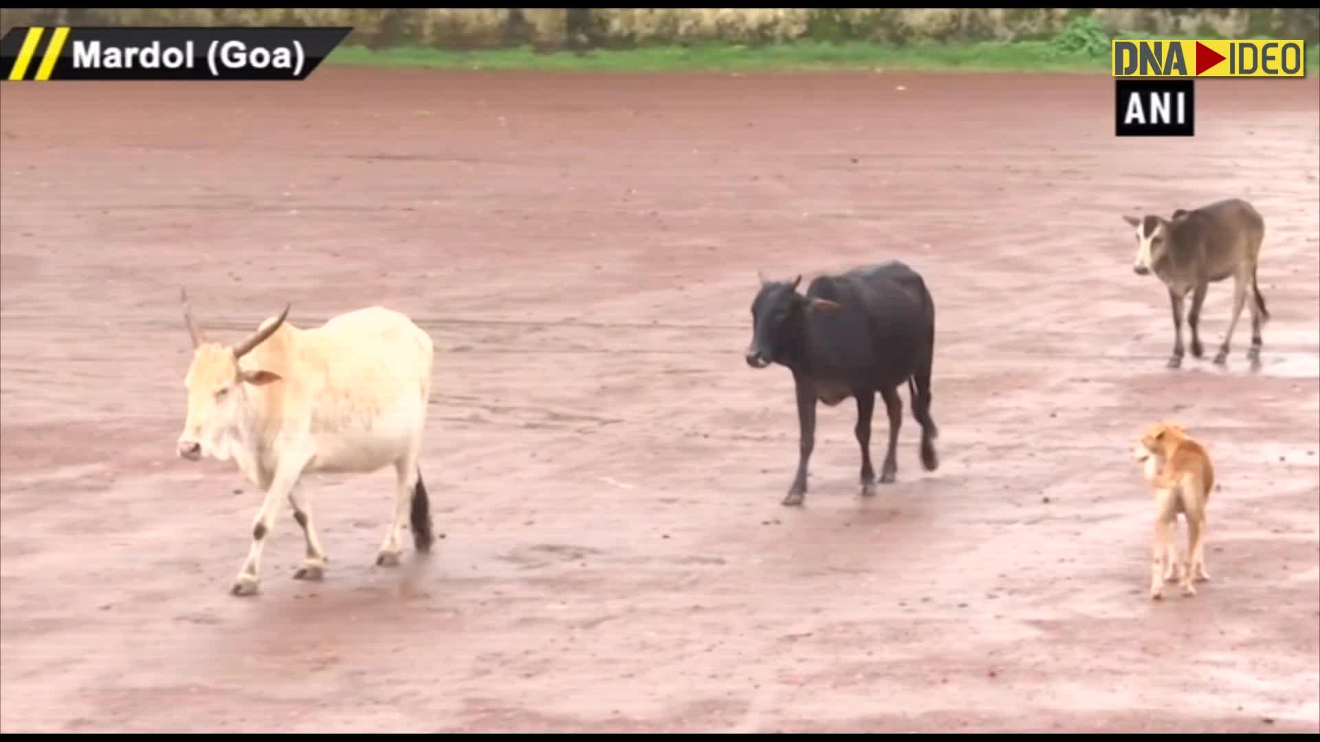 She is one of the best players, say locals on viral video of cow ...