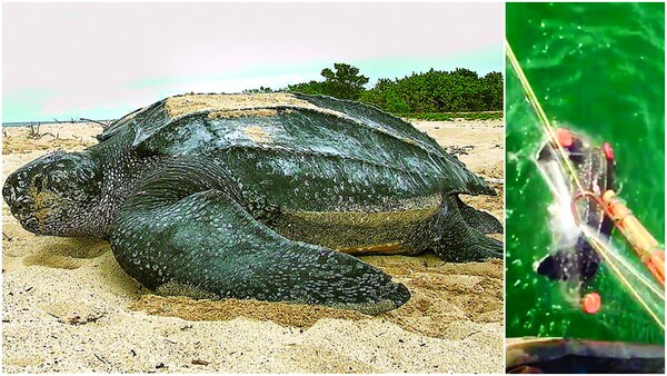 Leatherback turtle spotted off Diveagar after 30 years