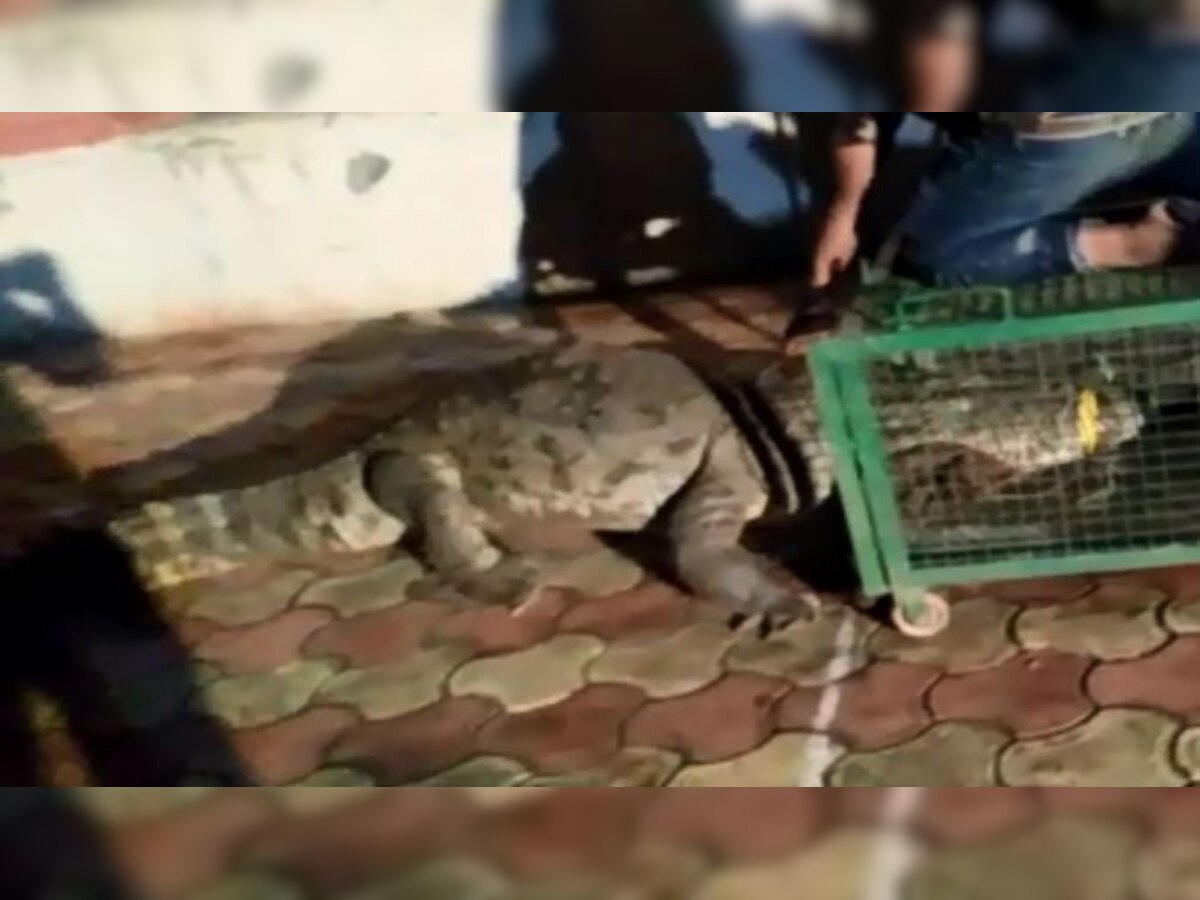 Watch: 10.5ft crocodile enters Gujarat village, captured by forest ...