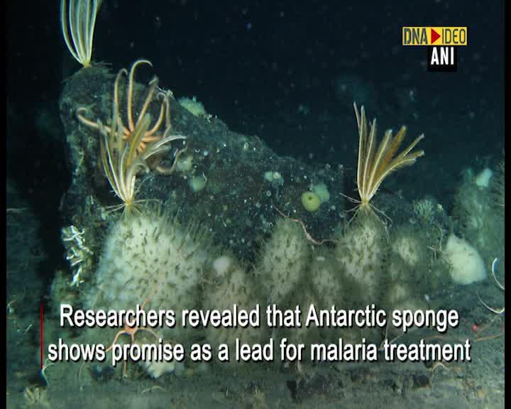 Antarctic sea sponge may yield treatment for malaria