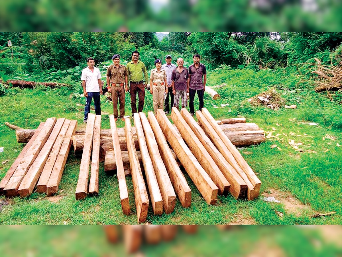 Three states launch crackdown on timber smuggling rackets