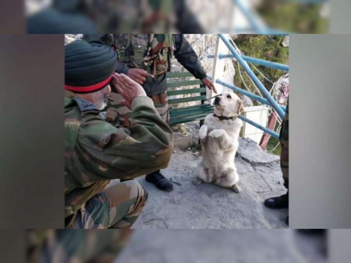 'Soldier to Soldier': Viral photo of dog saluting top Army Commander ...