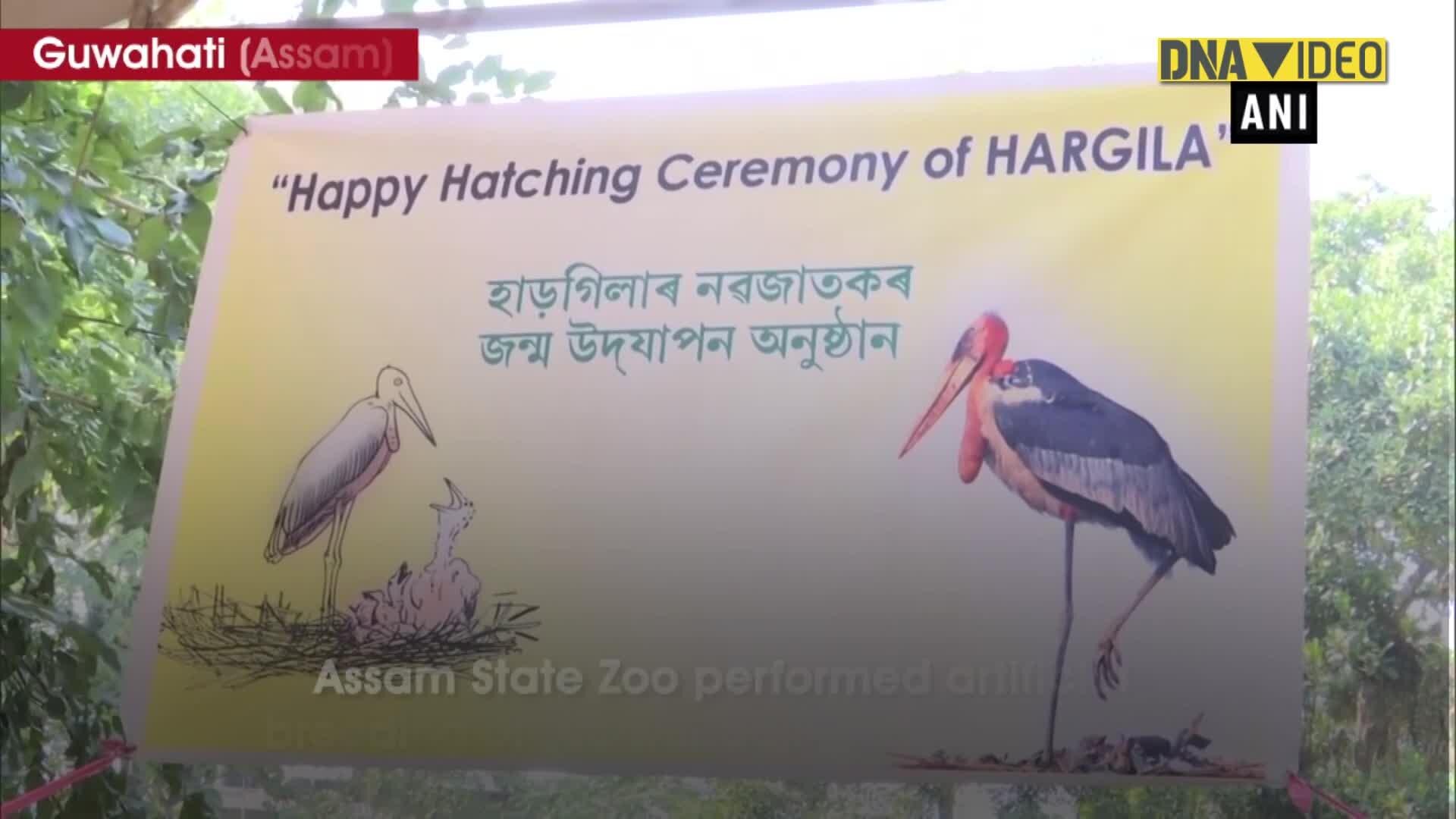 Endangered ‘Hargila’ bird gives birth through artificial breeding in ...