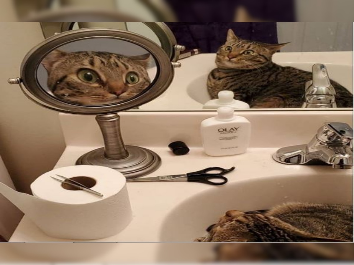 Next meme in making? This cat's reaction on seeing mirror leaves ...