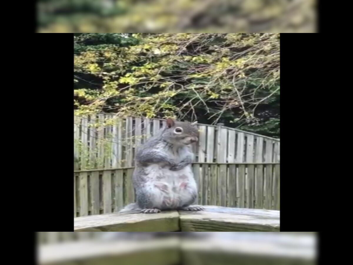 'Baba squirrel dev': Squirrel doing 'Kapalbhati' will shoo away your ...
