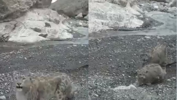 Watch: Video of snow leopard raising its cubs in trans Himalayas goes viral