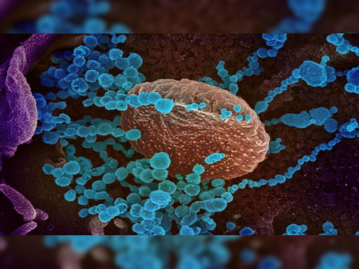 DNA Explainer: What is 'Disease X' and how is it going to impact world?