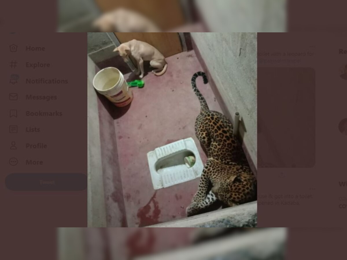 Dog and leopard trapped inside toilet for 7 hours, read to know what ...