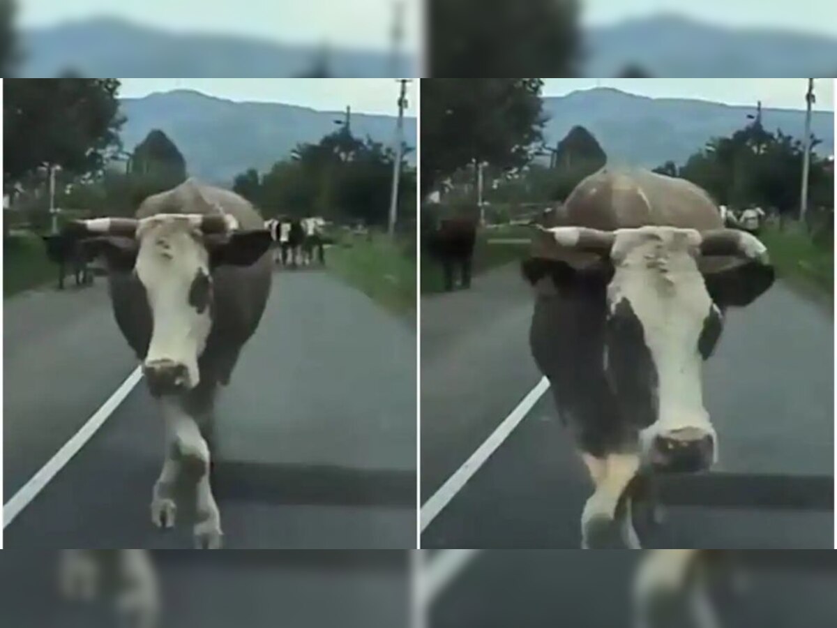 This viral video of a cow cat-walking on the road will leave you in splits